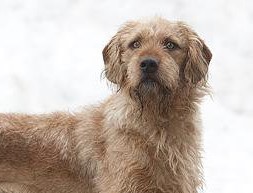 Race de chien - Brachet de Styrie à poil dur